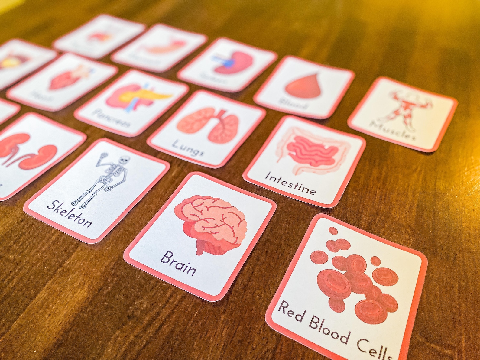 Human Body Flashcards Printable Homeschool Preschool Kindergarten ...