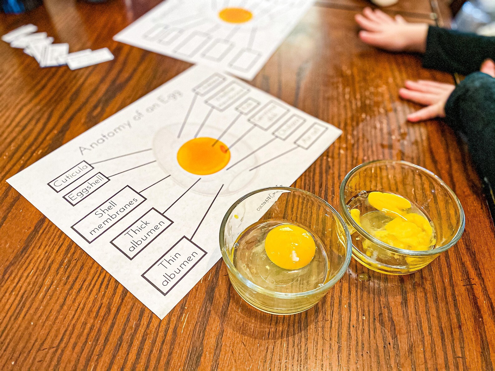 Inside an Egg Worksheet Set Homeschool Science Study Worksheet ...