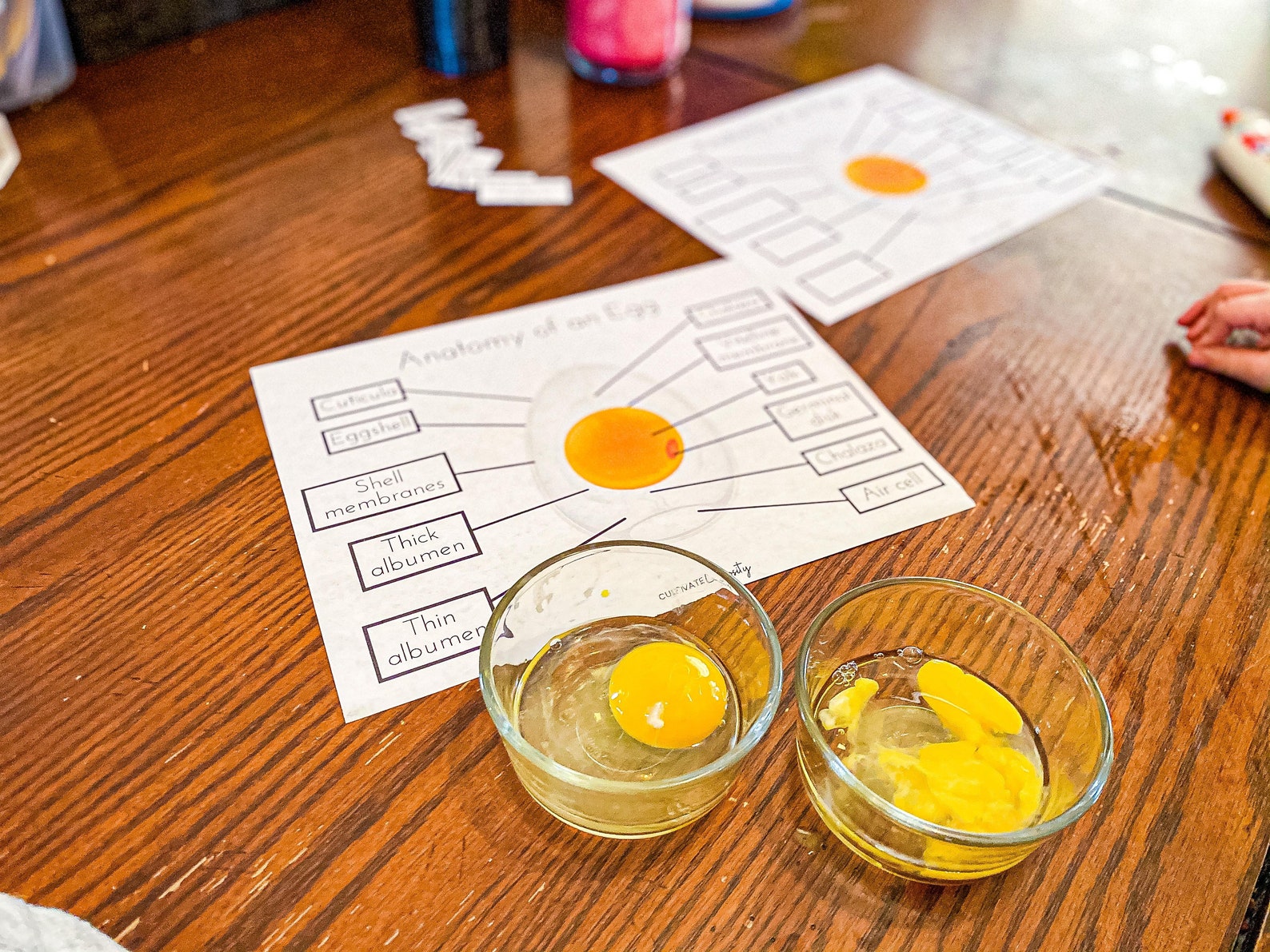 Inside an Egg Worksheet Set Homeschool Science Study Worksheet ...