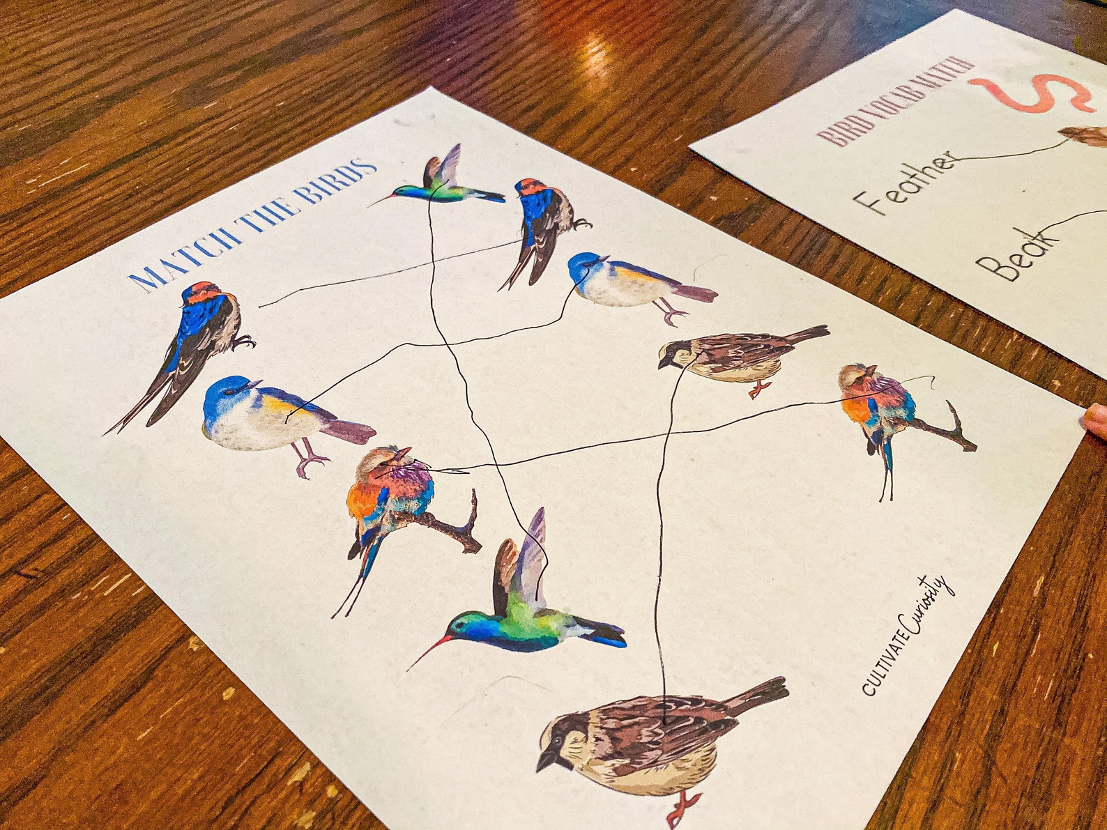 Bird Pre-k Workbook | Homeschool Printable Bundle Pack of Bird ...