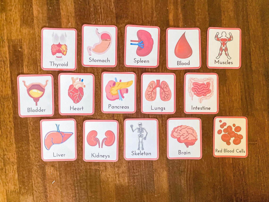 Human Body Flashcards Printable Homeschool Preschool Kindergarten ...