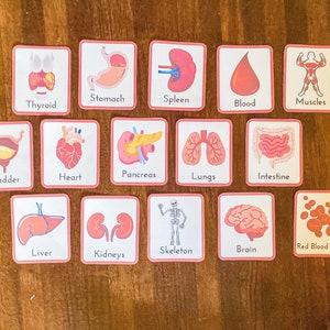 Human Body Flashcards | Printable Homeschool Preschool Kindergarten ...