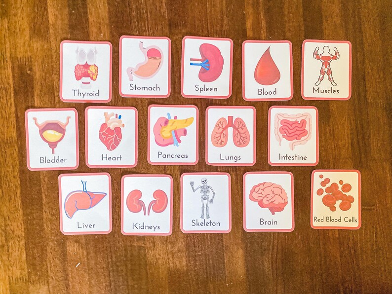 Human Body Flashcards Printable Homeschool Preschool Kindergarten ...