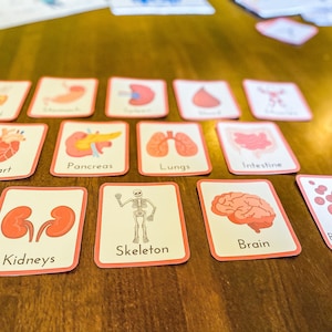 Human Body Flashcards | Printable Homeschool Preschool Kindergarten ...