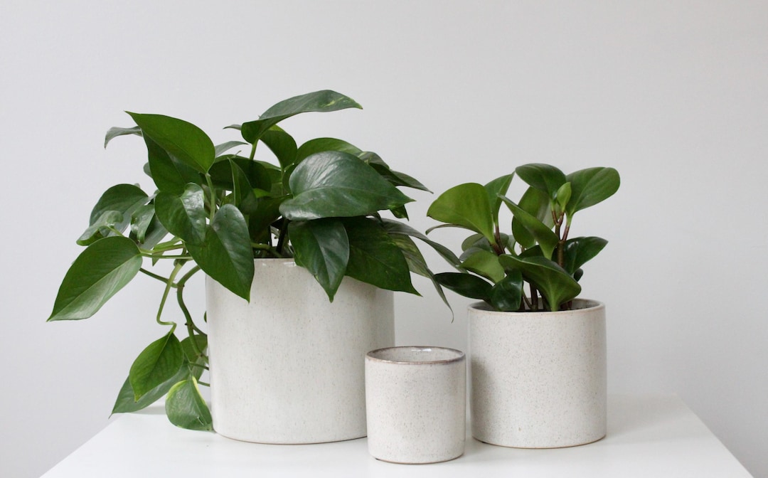 Speckled Minimalist Ceramic Plant Pot | Aesthetic Beige Succulent ...