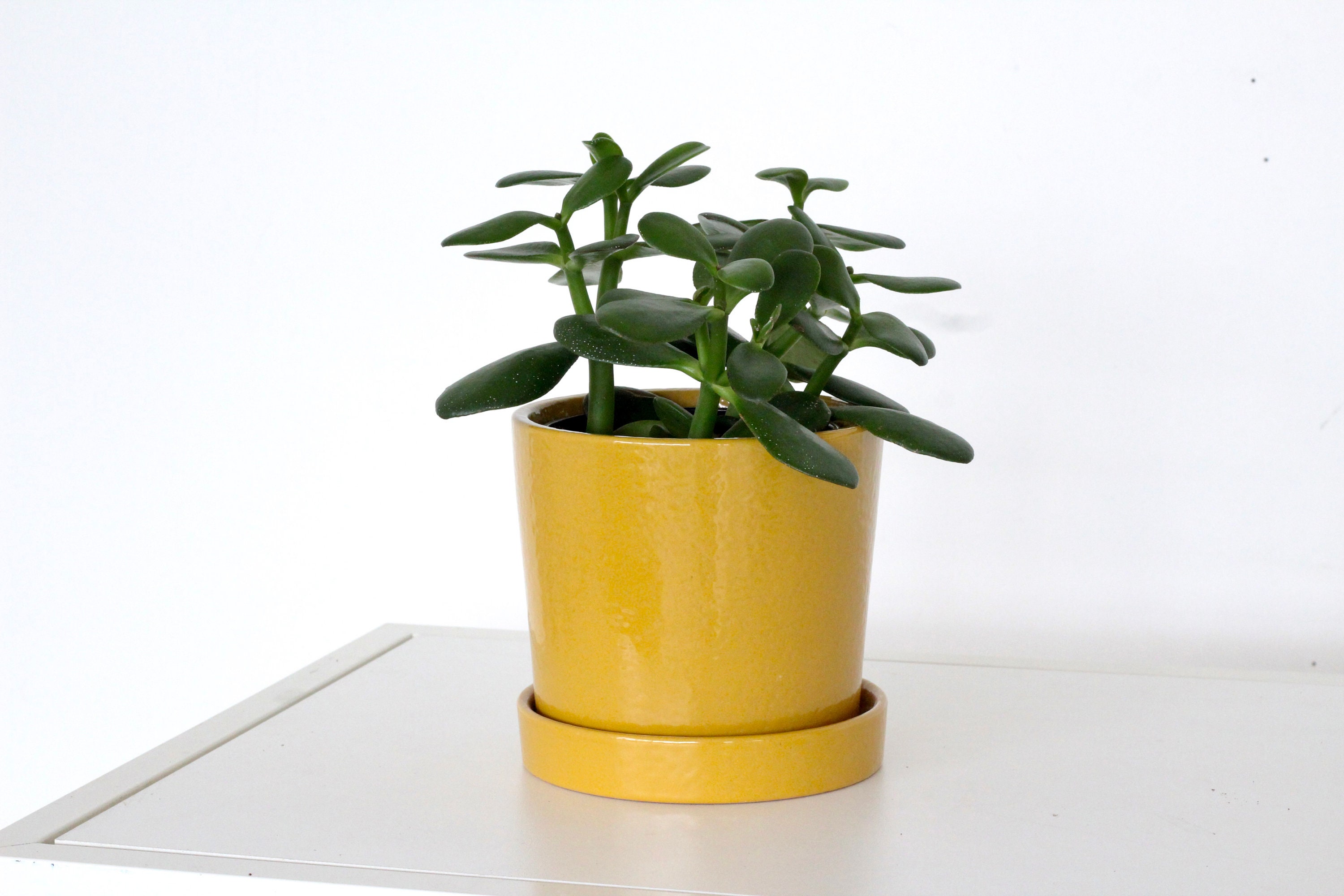 Mustard Ceramic Planter With Saucer Attached for Drainage - Etsy