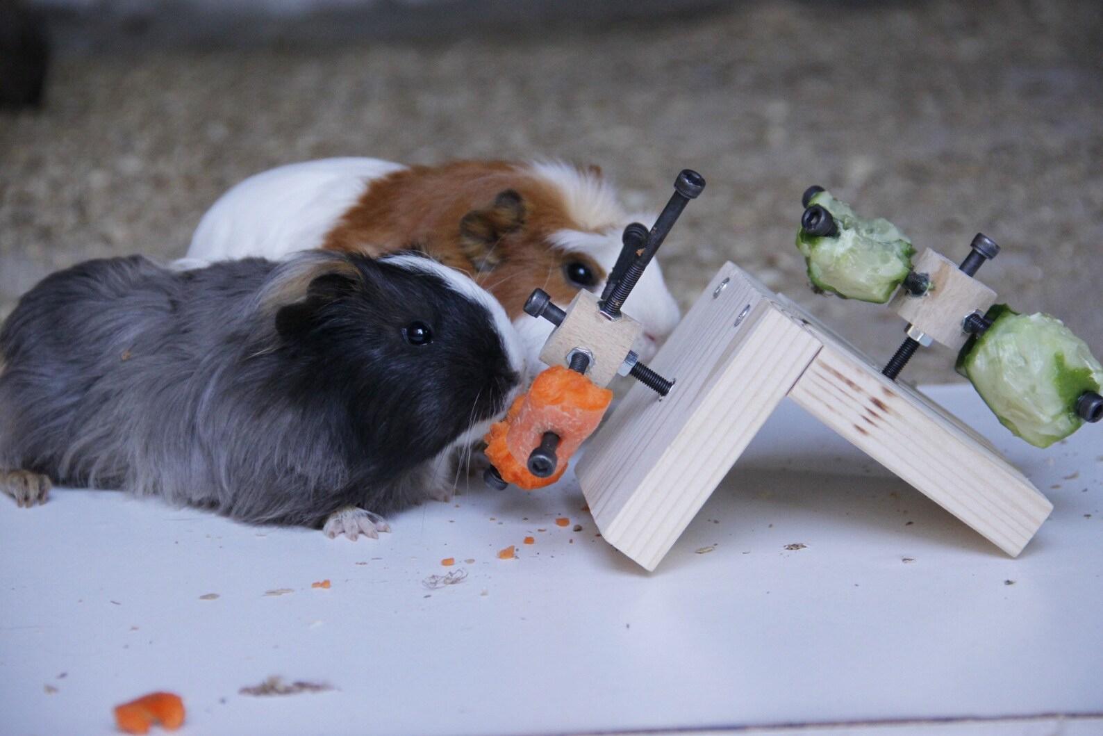 Pyramid Wheel Feeder Toy Guinea Pig Toy Rabbit Toy Hamster | Etsy