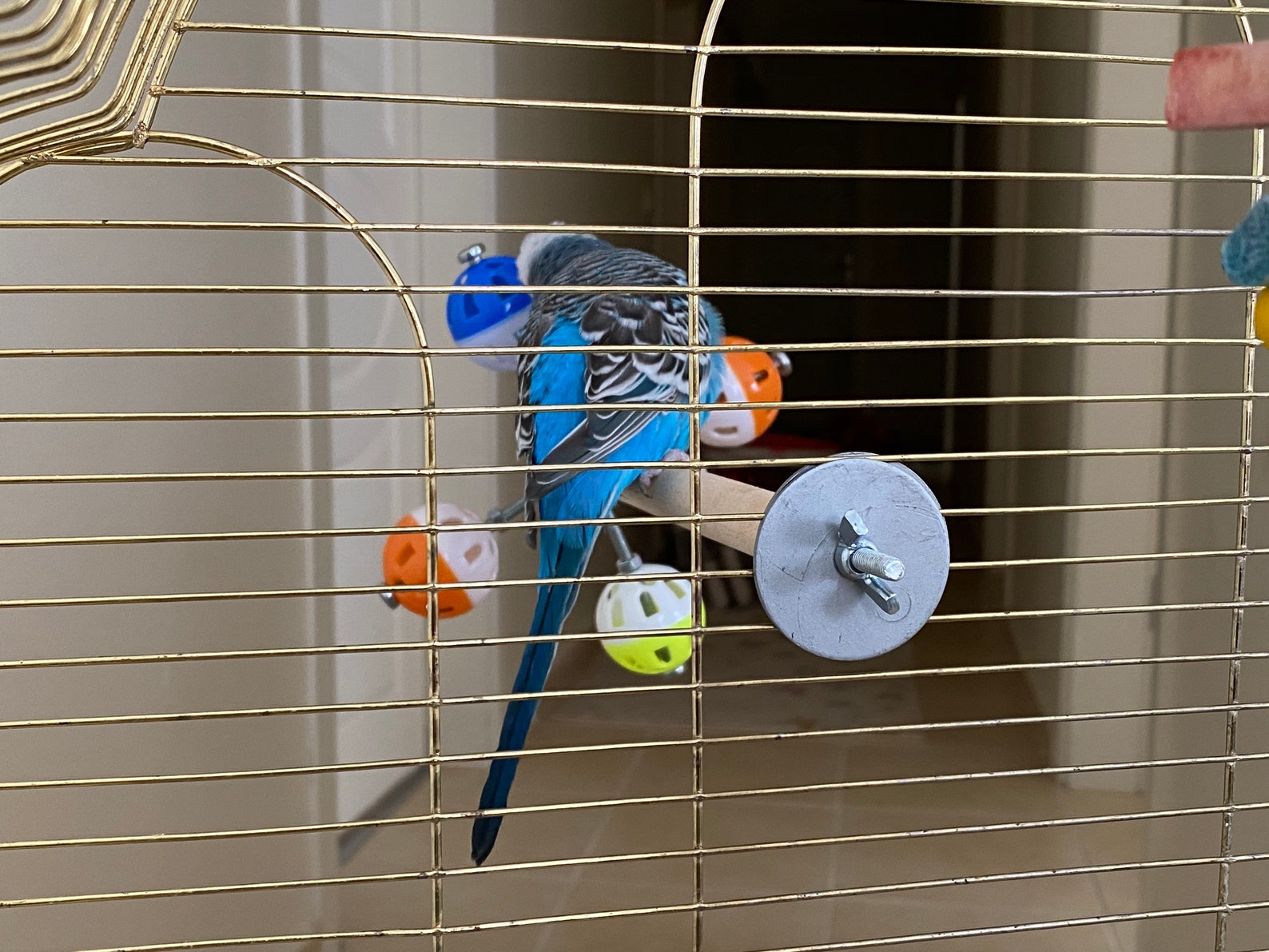 Perch Toy With Rotating Balls for Budgies, Budgerigars, Parakeets ...