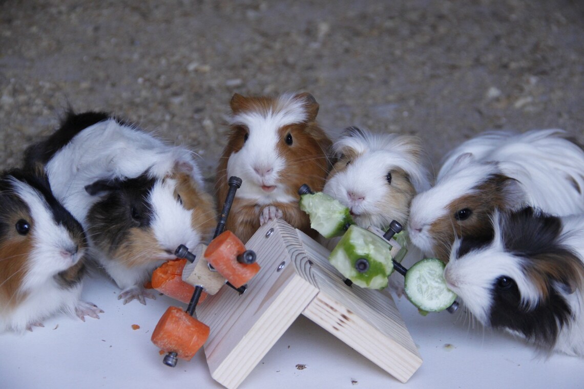 Pyramid Wheel Feeder Toy Guinea Pig Toy Rabbit Toy Hamster - Etsy