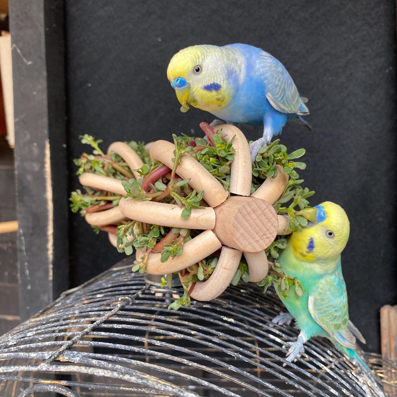 Rotating Bird Food Ball: Cage Perch Toy for Parrots & Budgies - Etsy