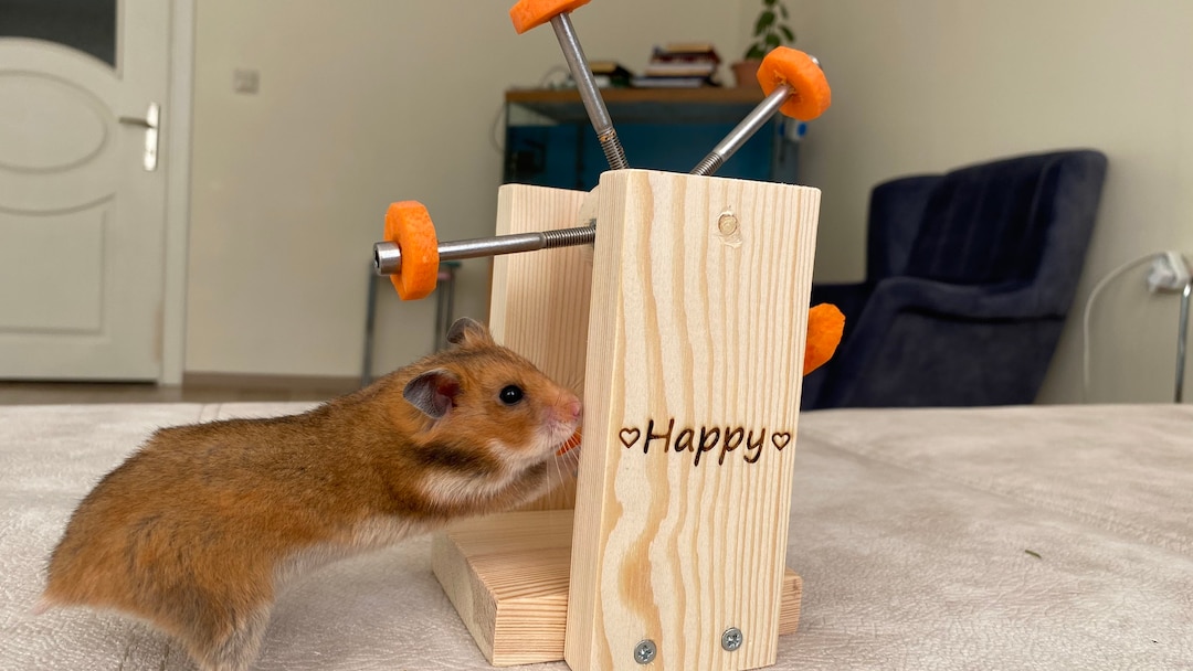 Syrian hamster toys store