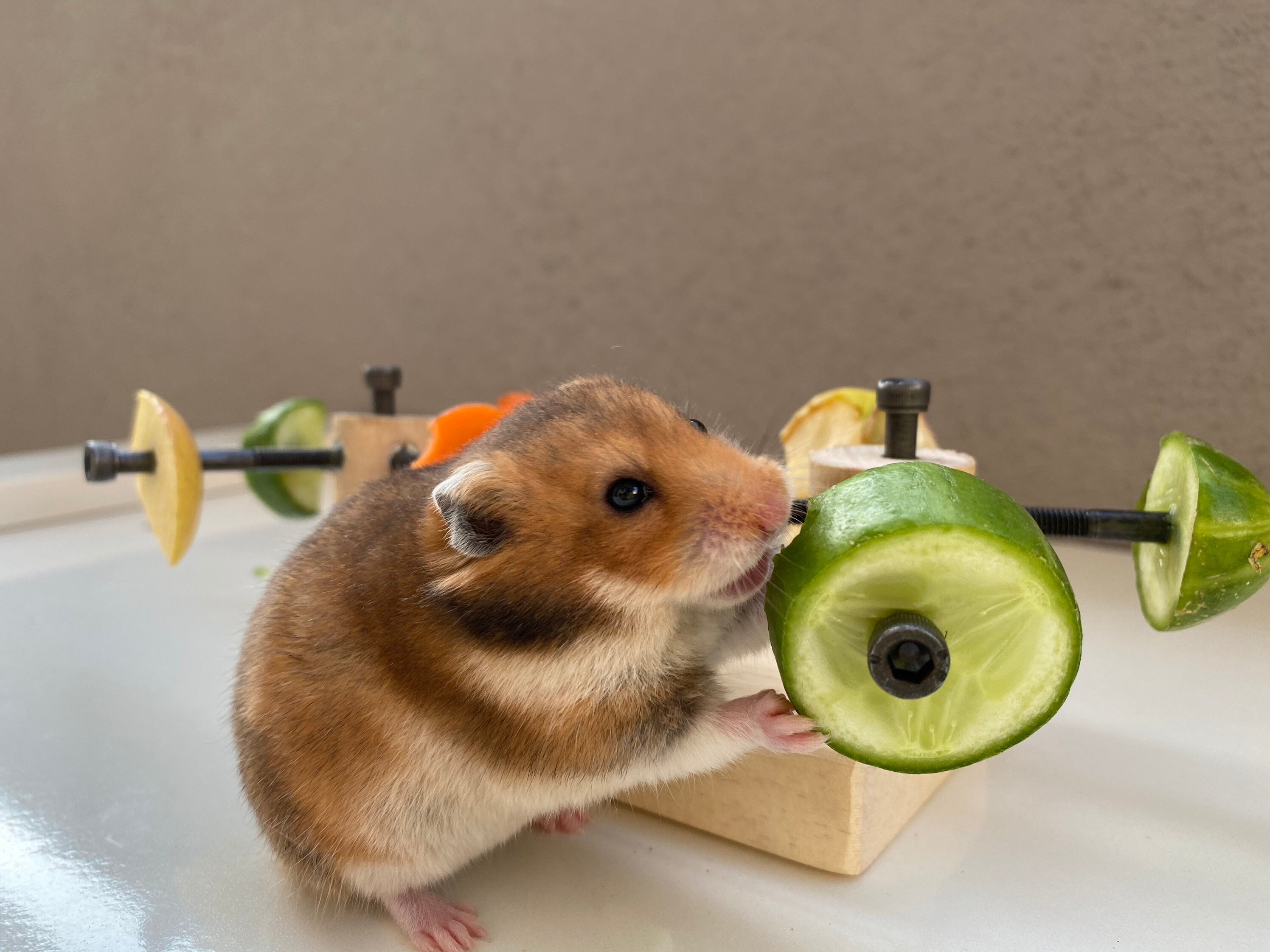 Double Wheel Hamster Toy hamster feeder hamster wood | Etsy