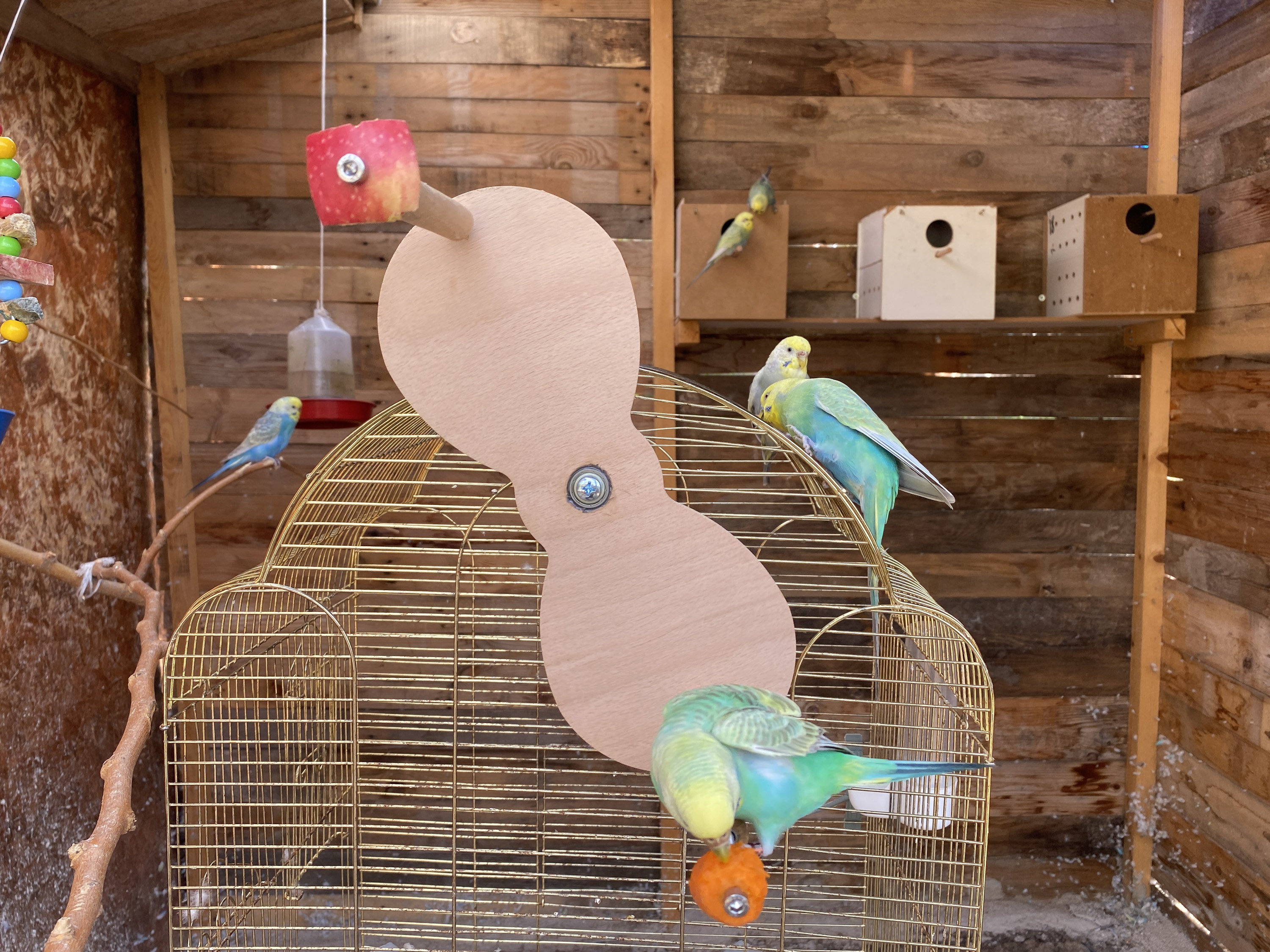 Rotating Bird Toy: Foraging Wheel, Food Holder, Seesaw Perch - Etsy