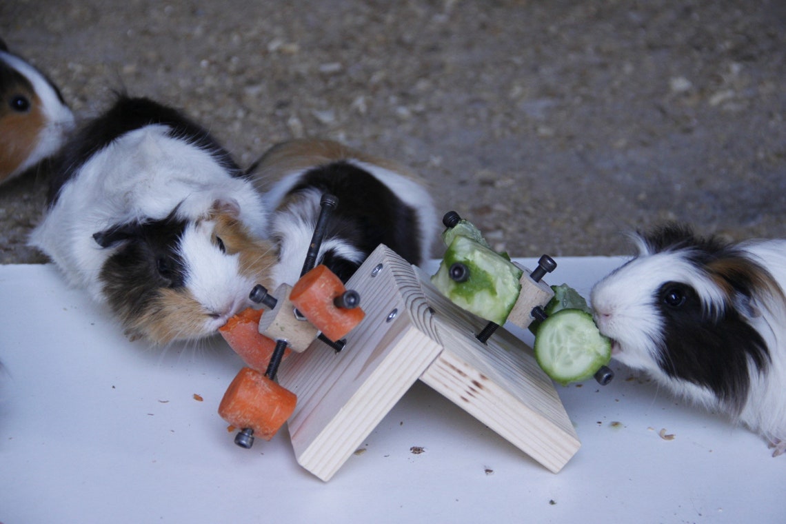 Pyramid Wheel Feeder Toy Guinea Pig Toy Rabbit Toy Hamster - Etsy