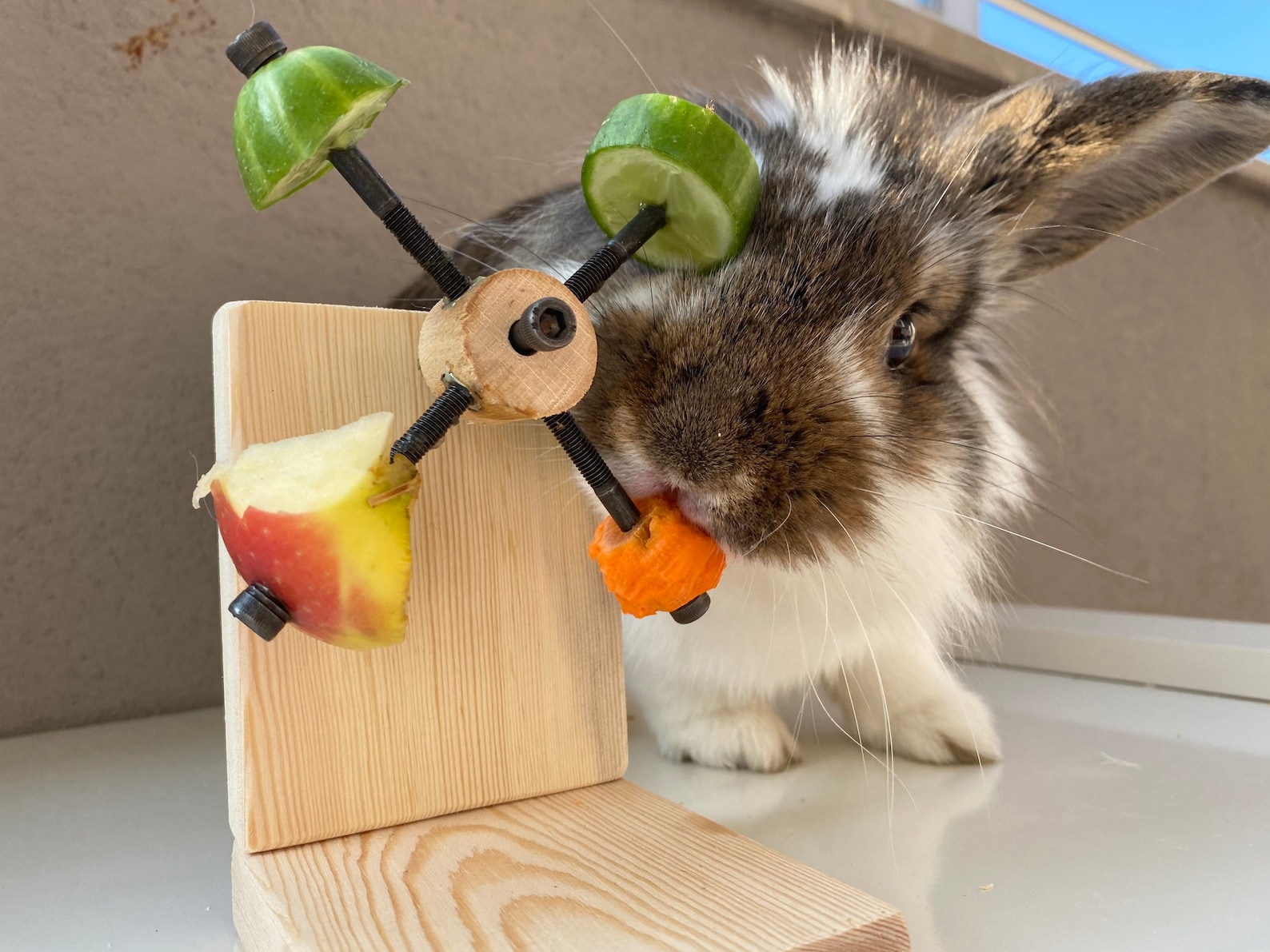 Rabbit Wheelrabbit Feeder Toy Rabbit Accessories Rabbit - Etsy