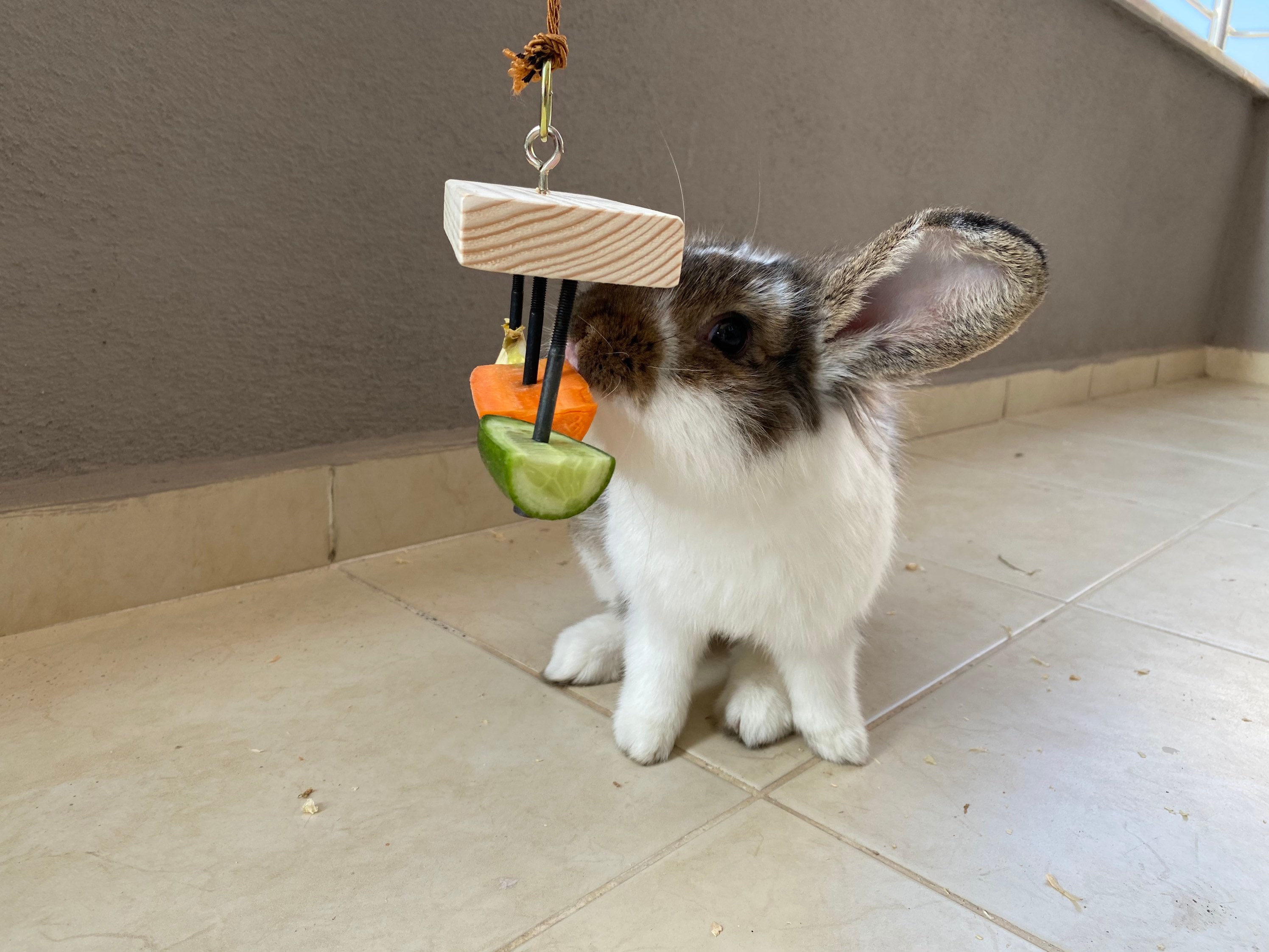 Rabbit food hanging toy food holder for bunnies bunny toys | Etsy