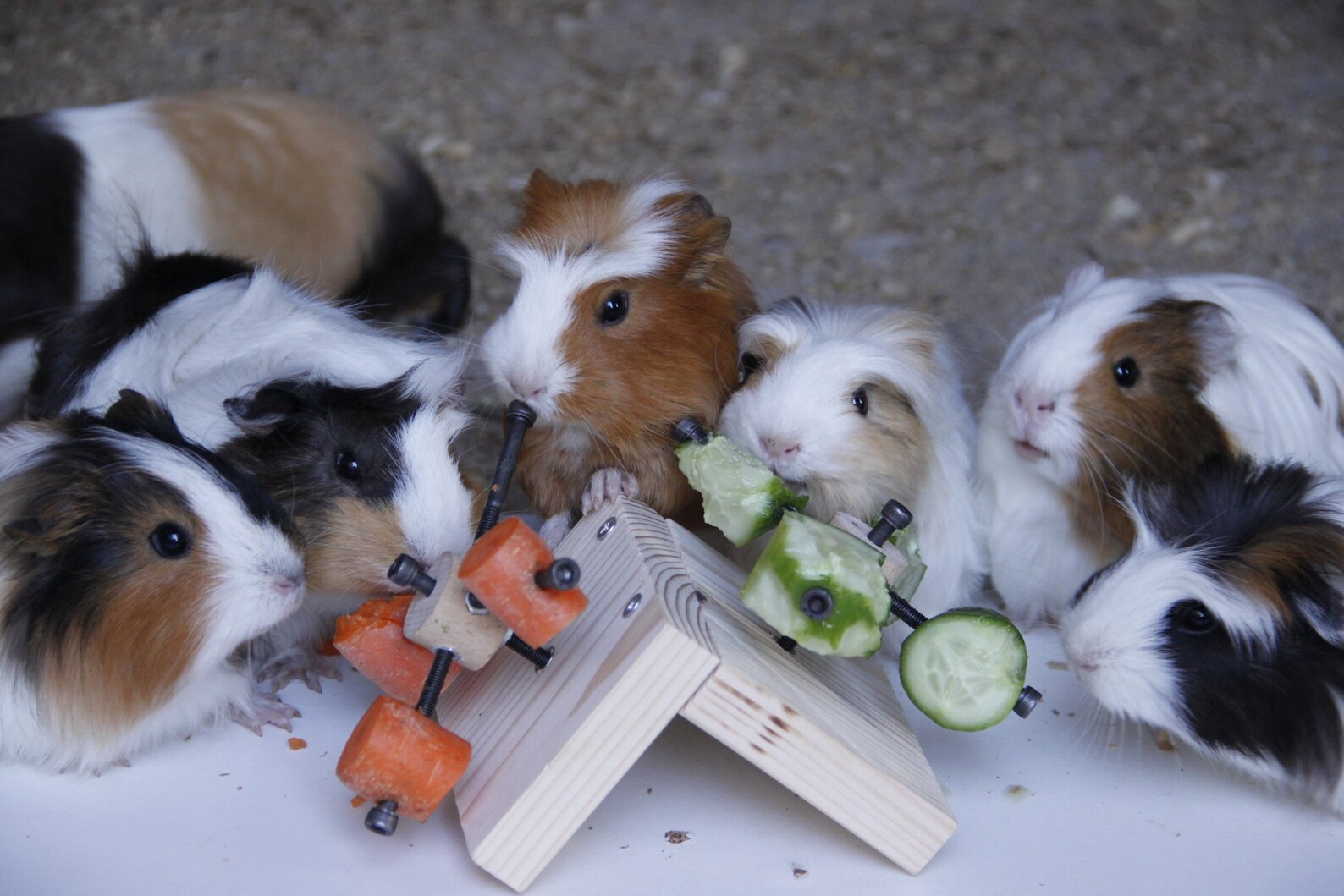 Pyramid Wheel Feeder Toy Guinea Pig Toy Rabbit Toy Hamster - Etsy