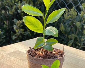 Outdoor & Gardening Home & Living Lemon Of Puerto Rico Lemon Fruit ...