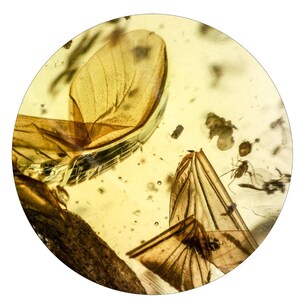 Copal With Insect Inclusions Santander, Colombia - Etsy