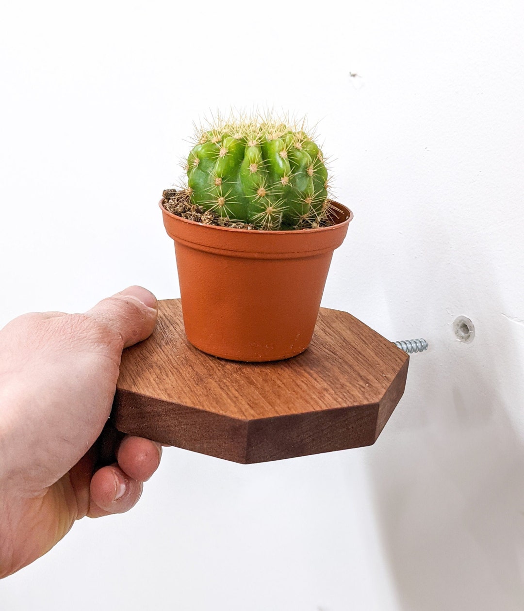 Small Octagon Display Shelf in Mahogany | Trinkets, Plants, Keys ...