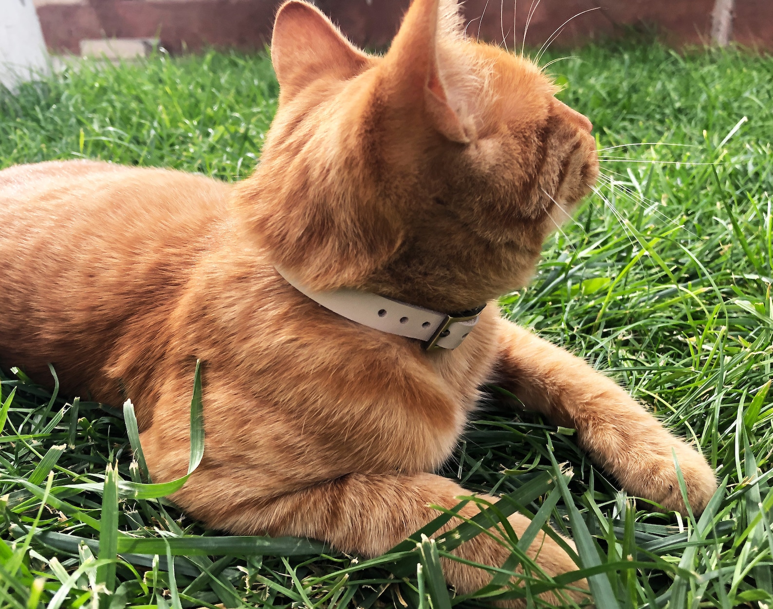 Custom Cat Collar Cat Tag Collar Leather Cat Collar Pet ID | Etsy
