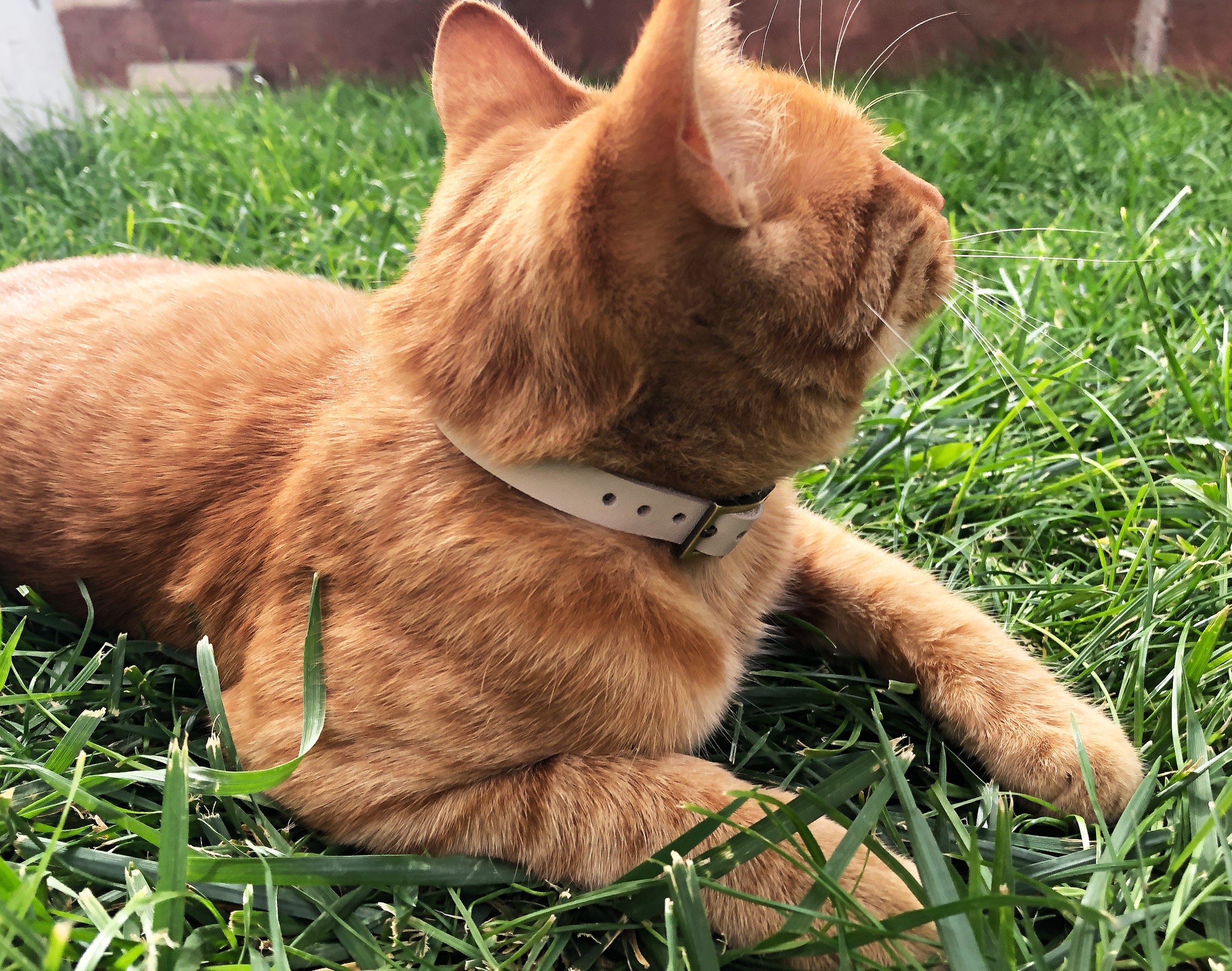 Custom Cat Collar Cat Tag Collar Leather Cat Collar Pet ID | Etsy