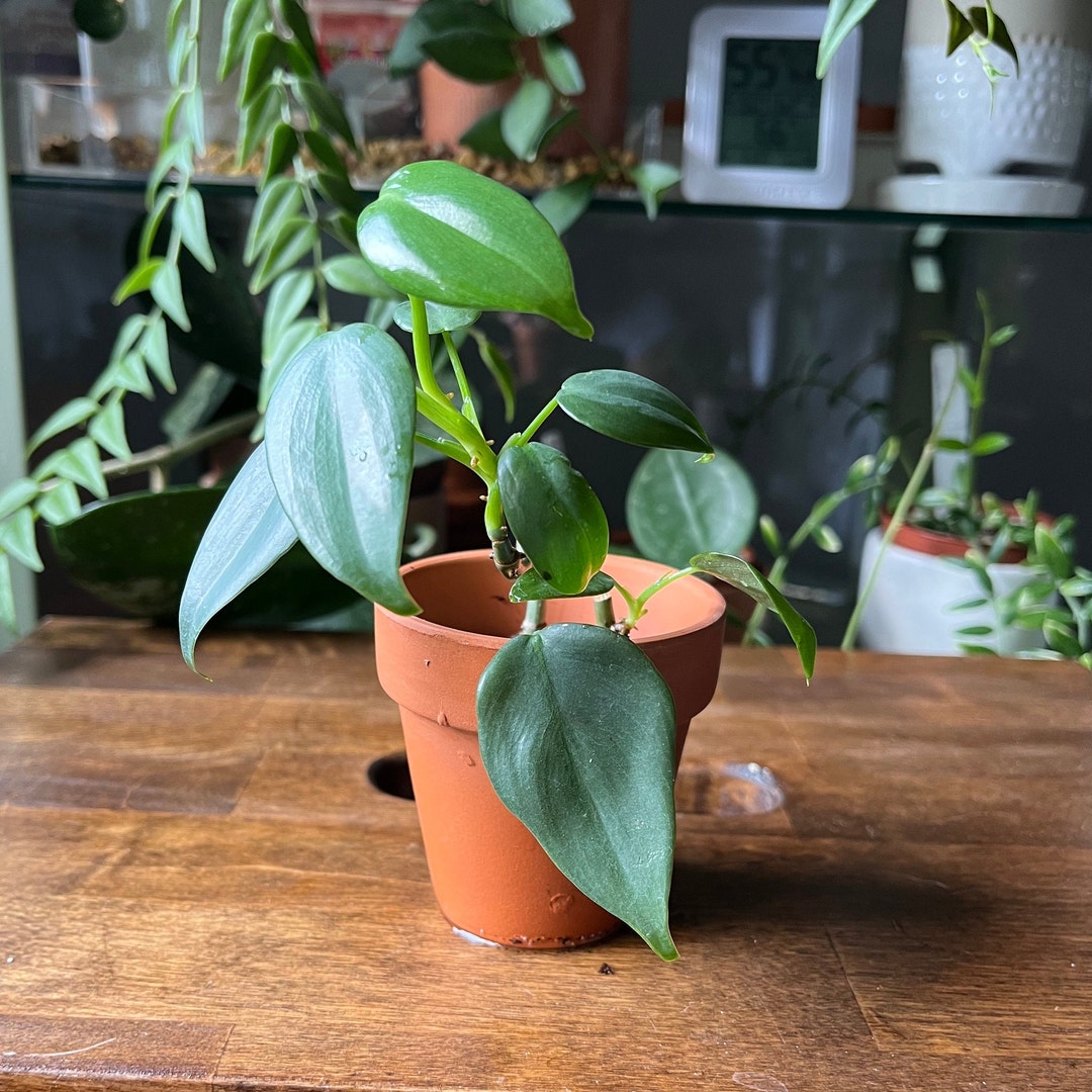 Tiny House Plants Philodendron Bipennifolium - Etsy