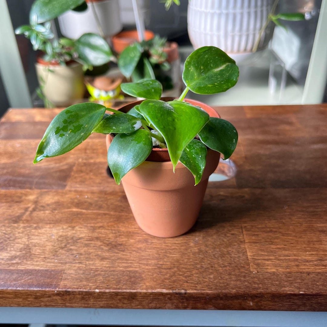Tiny House Plants - Philodendron 'white Wizard' - Etsy