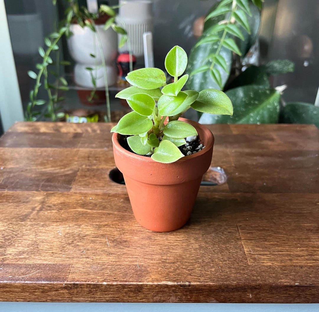 Tiny House Plants - Peperomia Orba 'pixie Lime' - Etsy