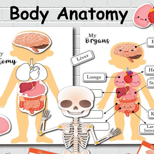 Human Anatomy Printable Activity. dark Skin Tone Science - Etsy