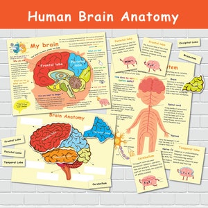 Human Brain Printable Activity, Anatomy Busy Book, Brain Puzzle, Brain ...