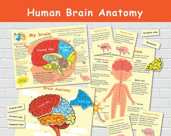 Anatomy Busy Book Printable Learning Binder Preschool - Etsy