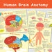Human Anatomy Printable Activity. (dark Skin Tone) Science Anatomy ...