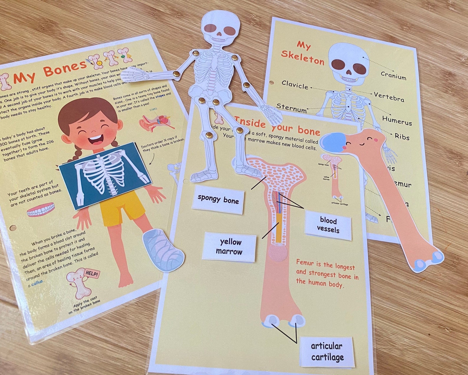 Human Skeleton Anatomy Activity Printable Skeletal System - Etsy UK