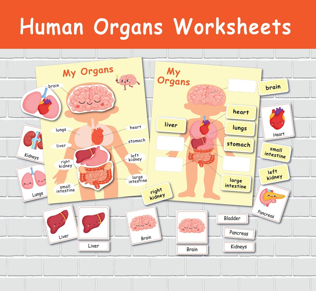 Human Anatomy Printable Activity, Homeschool Resource, Montessori ...