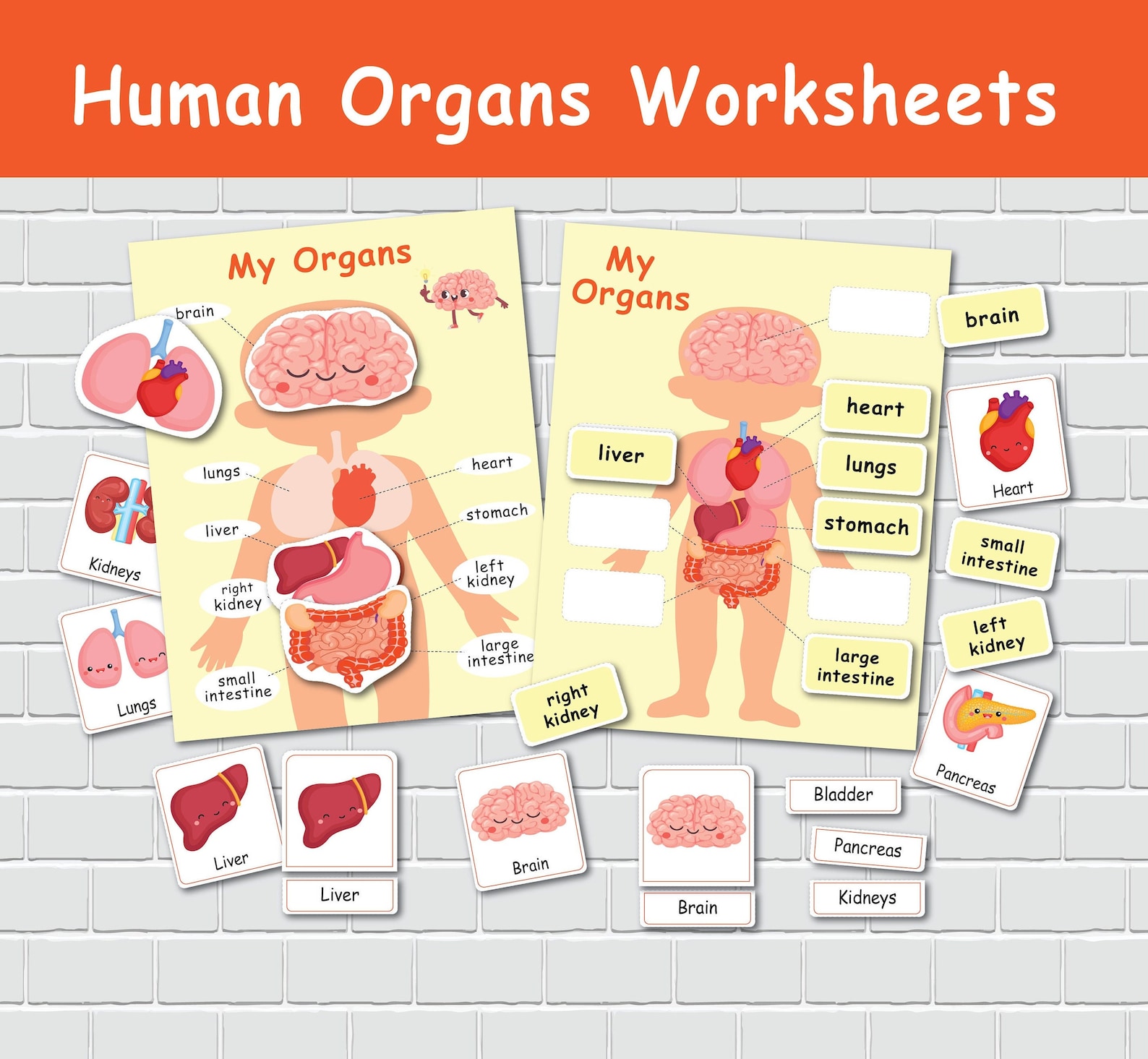 Human Anatomy Printable Activity, Homeschool Resource, Montessori ...