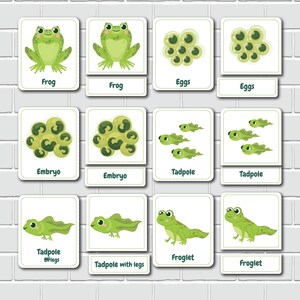 Life Cycle of a Frog, Frog Anatomy, 3 Part Montessori Cards, Nature ...