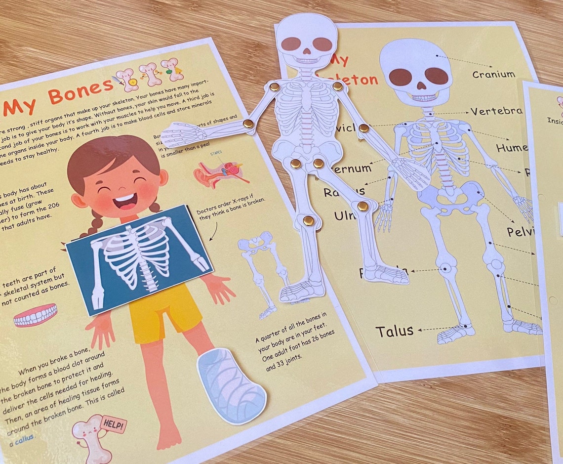 Human Skeleton Anatomy Activity Printable Skeletal System - Etsy UK