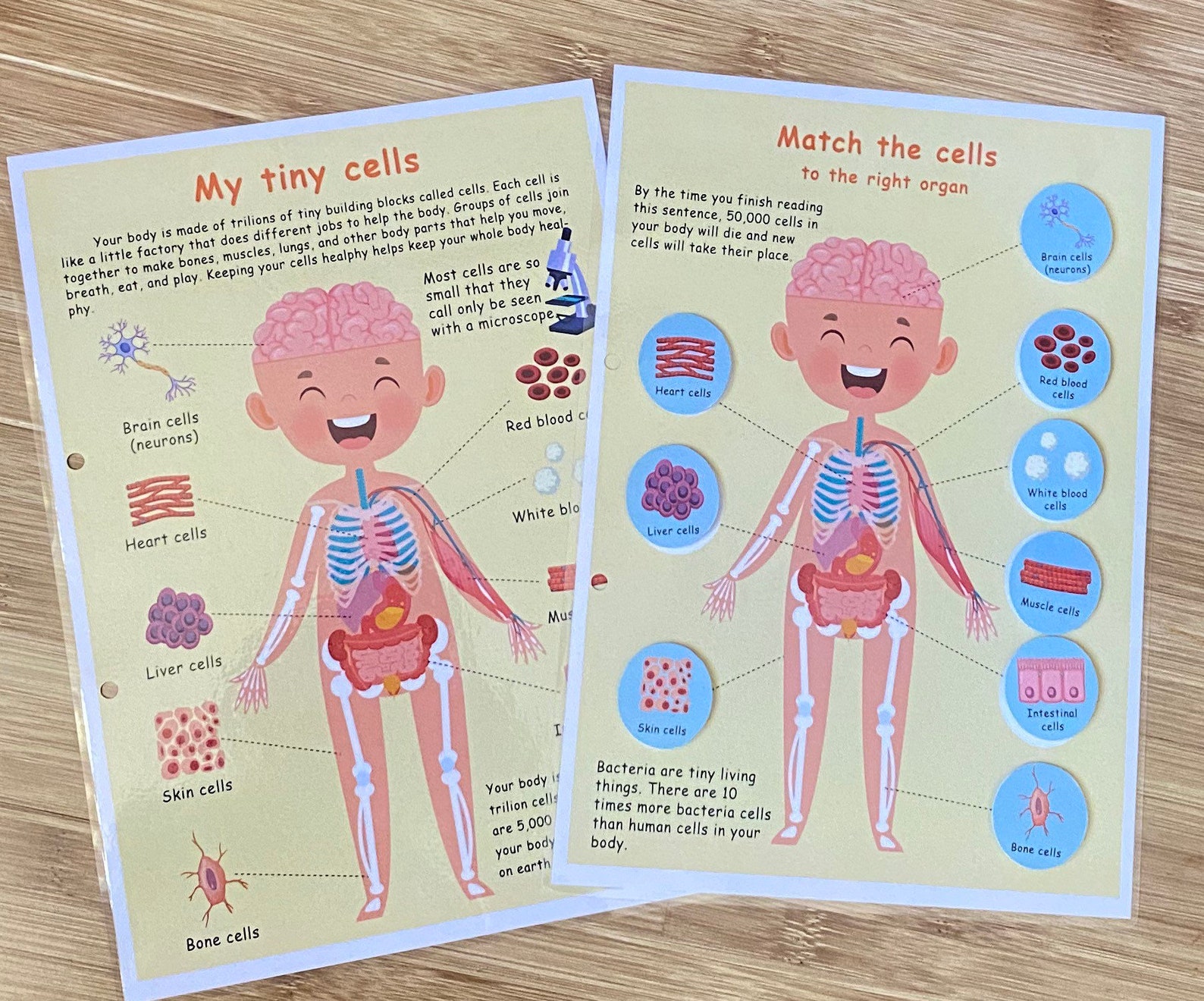Anatomy Busy Book Printable Learning Binder Preschool - Etsy