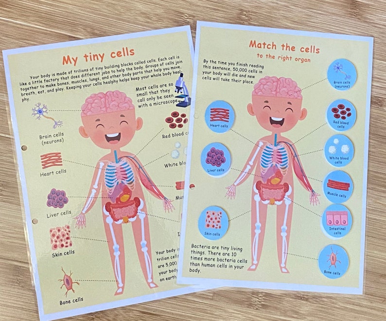 Anatomy Busy Book Printable Learning Binder Preschool - Etsy