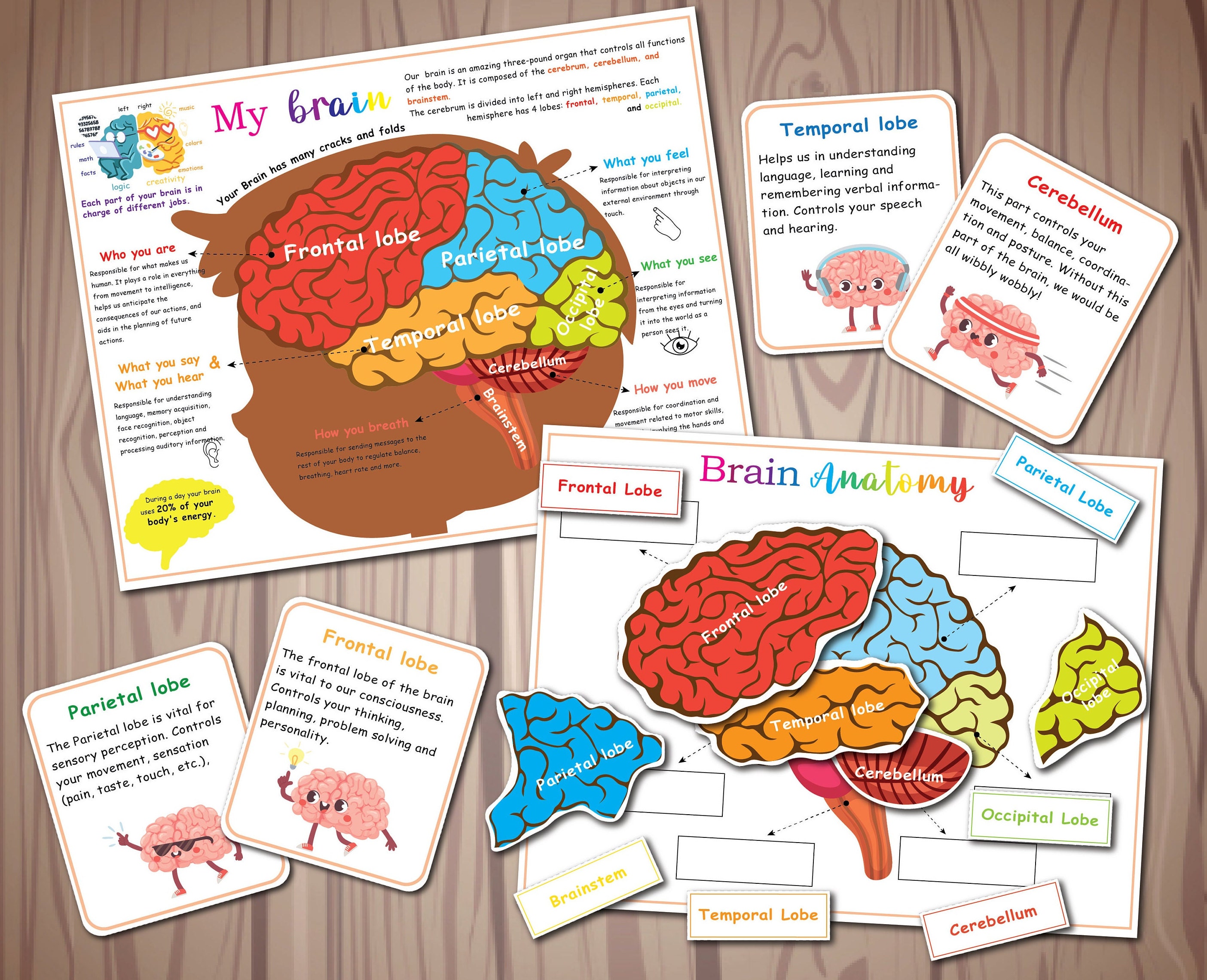 Human Brain Printable Activity Anatomy Busy Book Brain - Etsy Australia