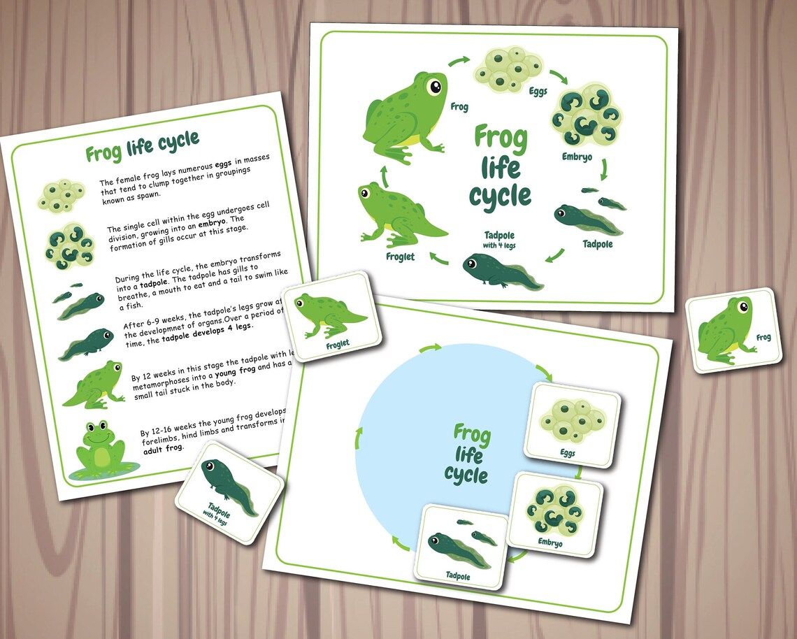Life Cycle of a Frog Frog Anatomy 3 Part Montessori Cards - Etsy