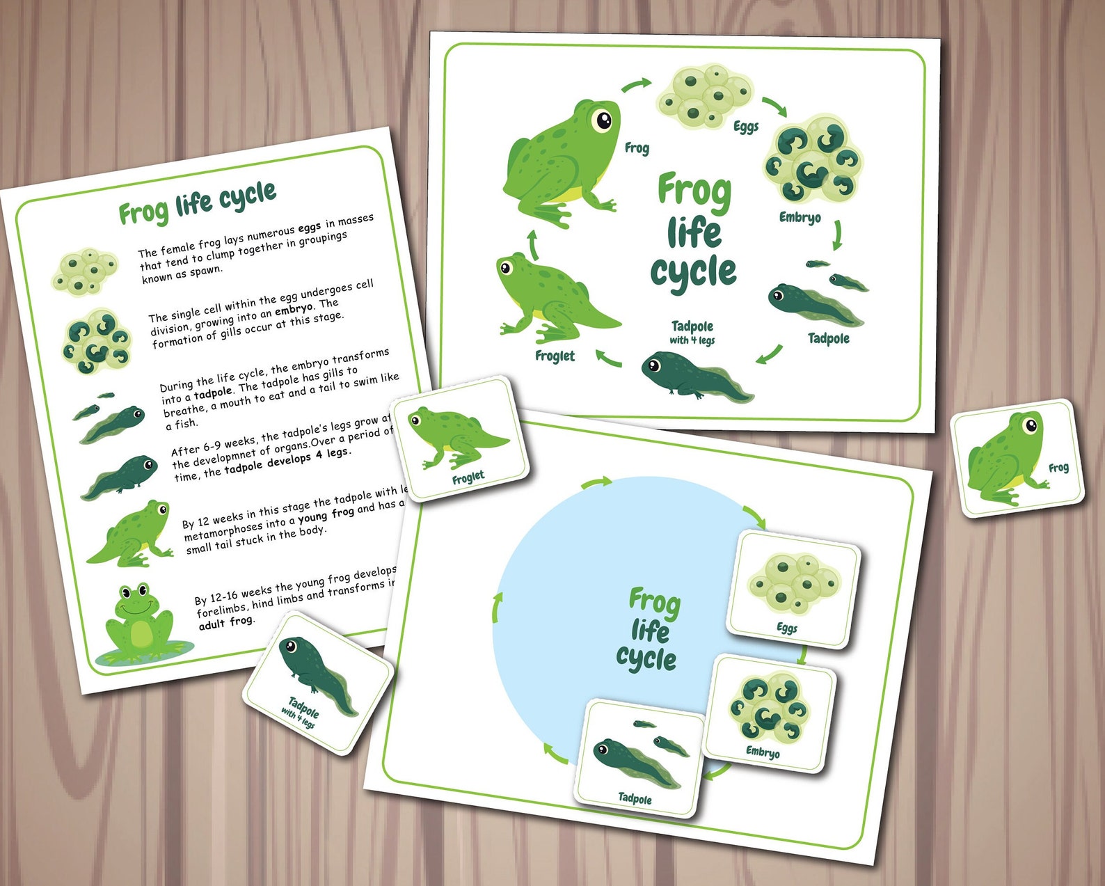 Life Cycle of a Frog Frog Anatomy 3 Part Montessori Cards - Etsy