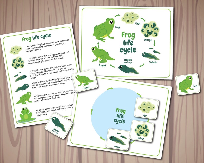 Life Cycle of a Frog Frog Anatomy 3 Part Montessori Cards - Etsy