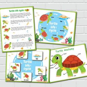 Life Cycle of a Turtle, Turtle Anatomy, 3 Part Montessori Cards, Nature ...
