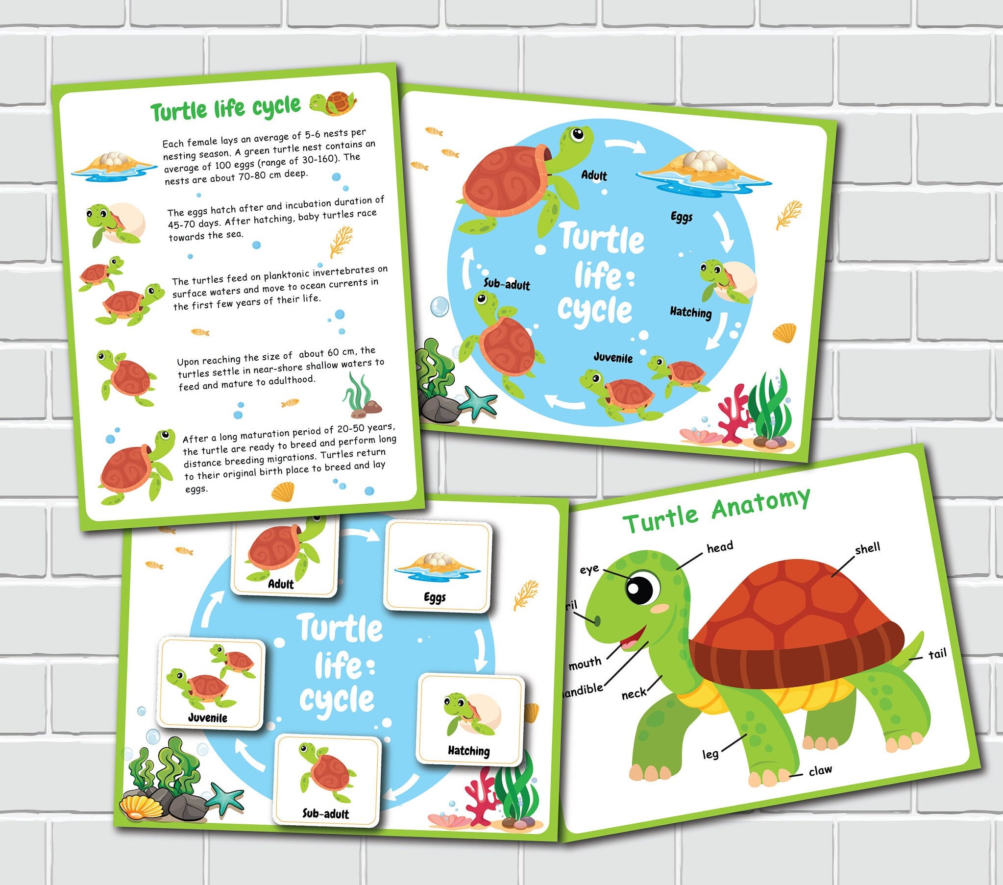 Life Cycle of a Turtle, Turtle Anatomy, 3 Part Montessori Cards, Nature ...