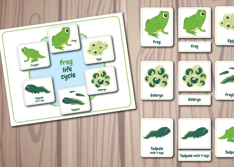 Life Cycle of a Frog Frog Anatomy 3 Part Montessori Cards - Etsy