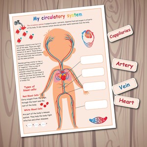 Human Heart Anatomy Activity, Kids Circulatory System, Anatomy Bundle ...