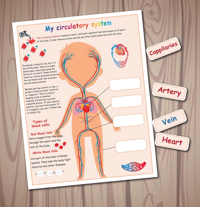 Human Heart Anatomy Activity Kids Circulatory System Anatomy - Etsy
