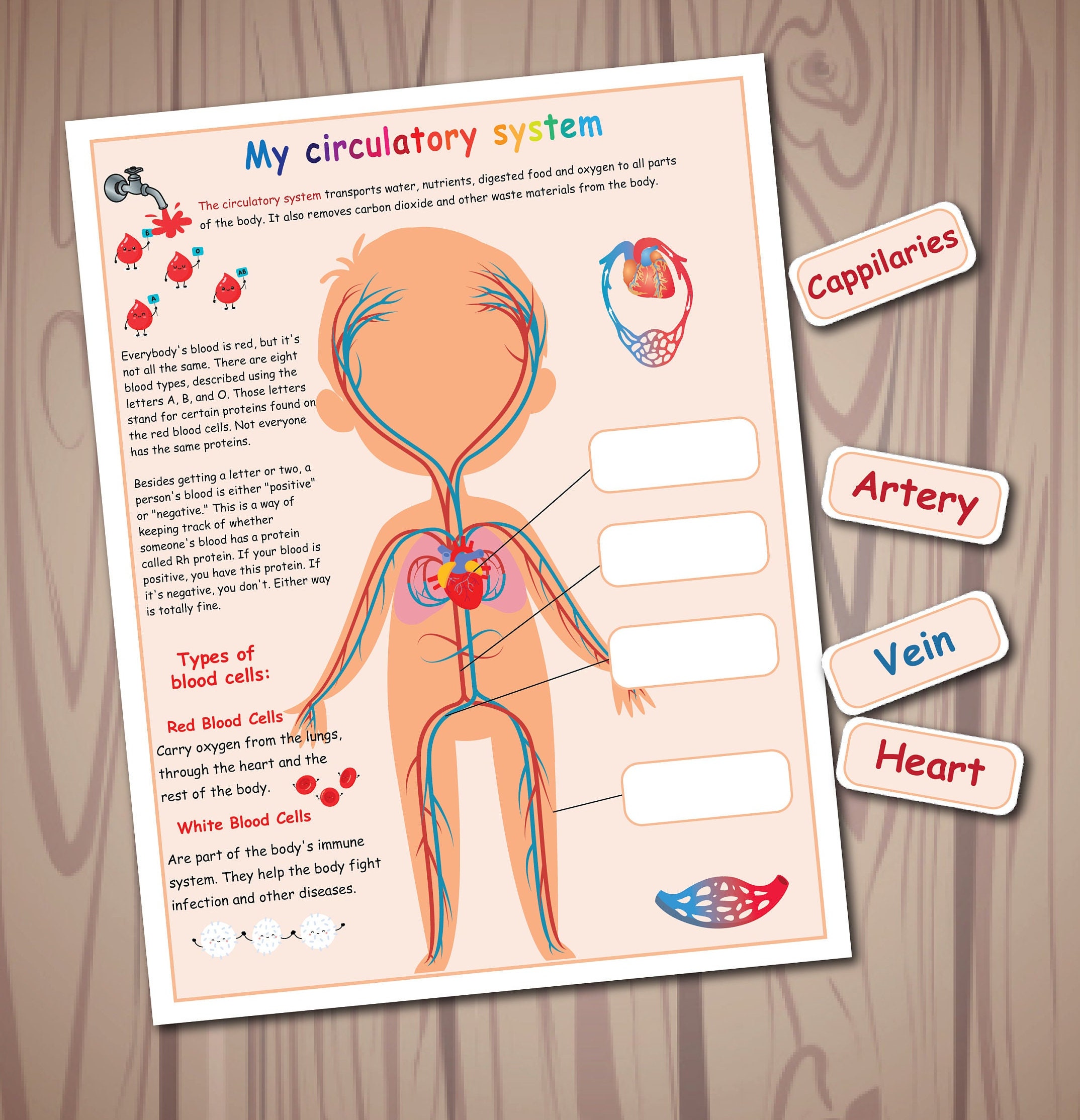 Human Heart Anatomy Activity Kids Circulatory System Anatomy - Etsy Canada